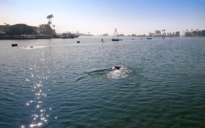 5 Best Places to Paddle Board in Long Beach, CA